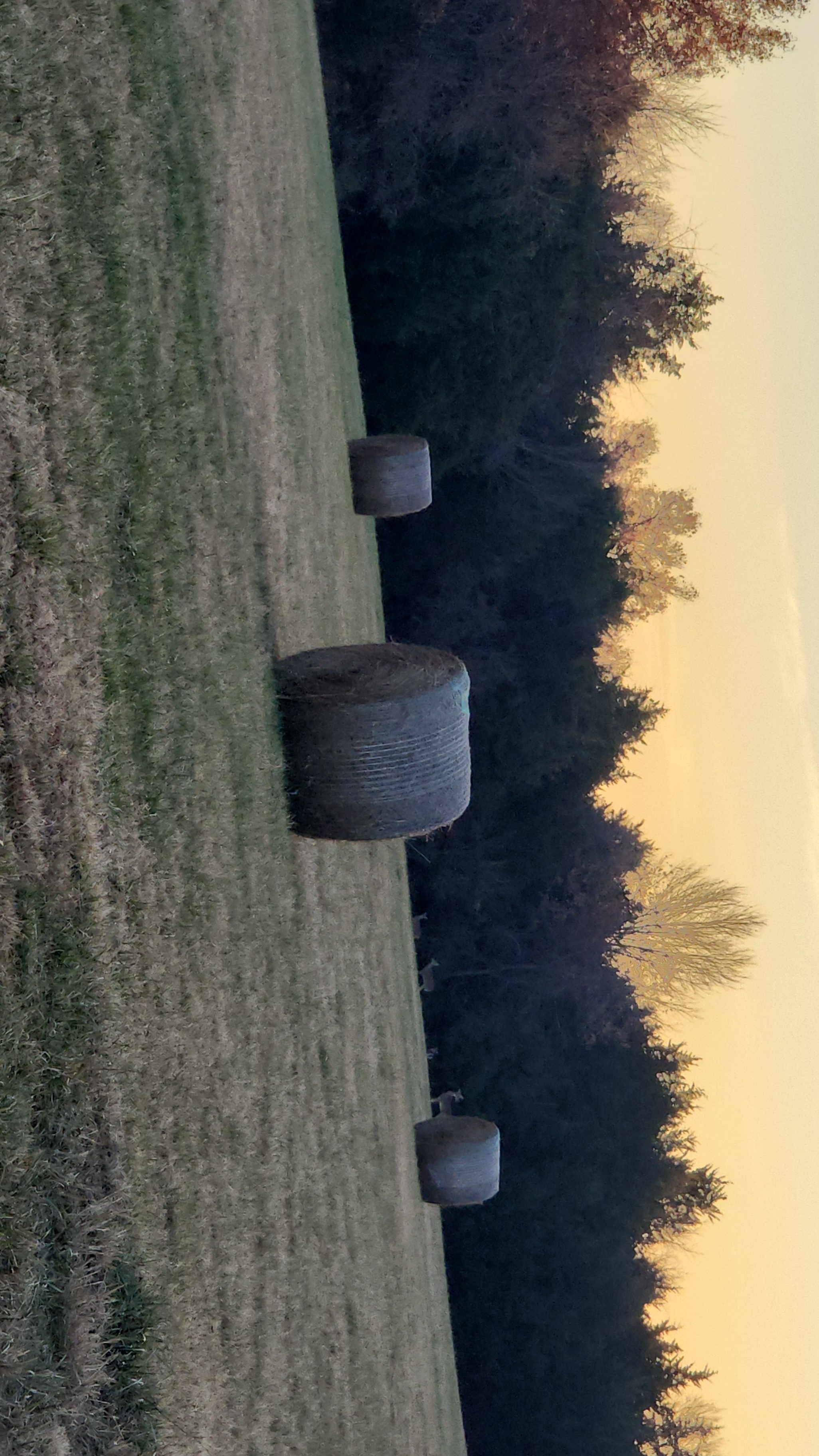 Hay Variety OTHER Large Round Bale No